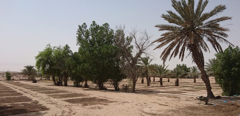 Qatar Desert Farm is Powered by Renewable Energy Microgrid